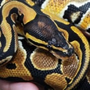 Royal Python Care