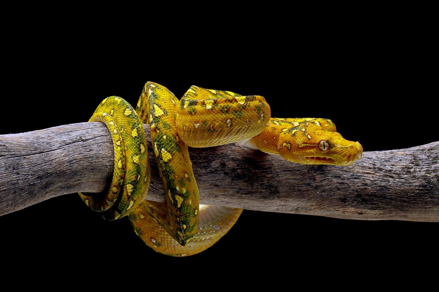 White Python ™ - Modern and Innovative Reptile Keeping