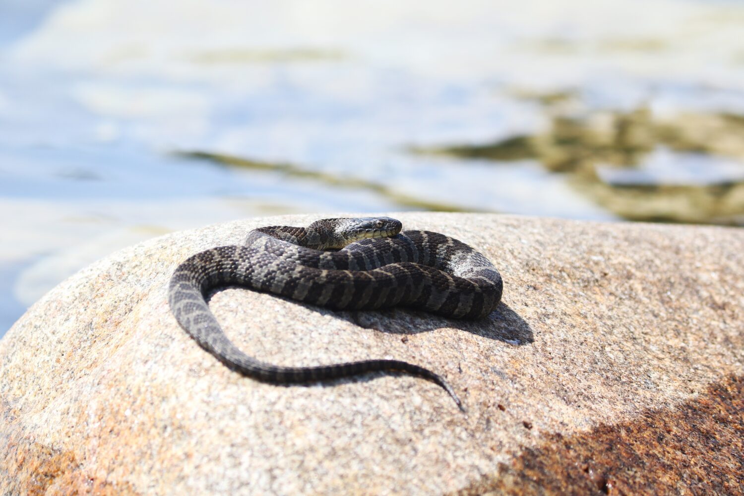 I-RA Basking Heat Lamps - White Python™ | For modern and innovative ...